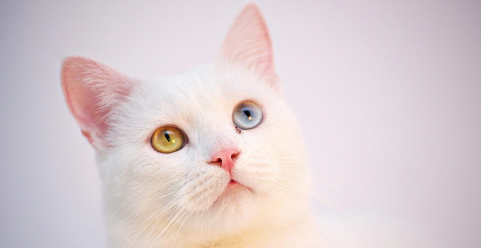 Katzenaugen - Traumkatzen e.V. - Tierschutzorganisation